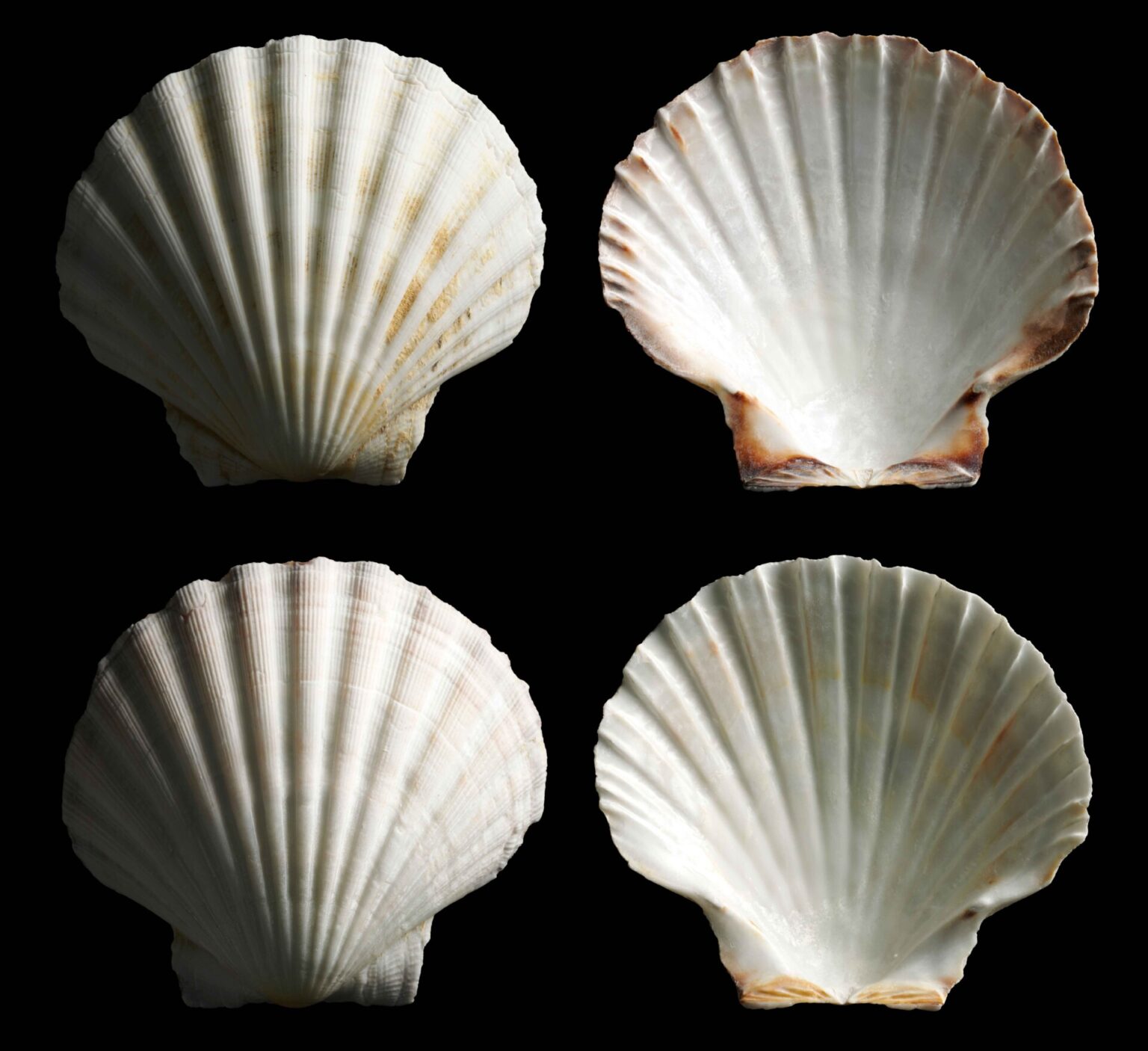 Ross Didier unveils NAUTILOID collection