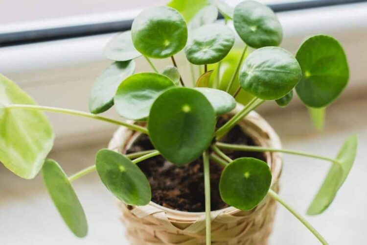 Money Tree: Varieties, Placement & How to Grow a Chinese Money Plant ...
