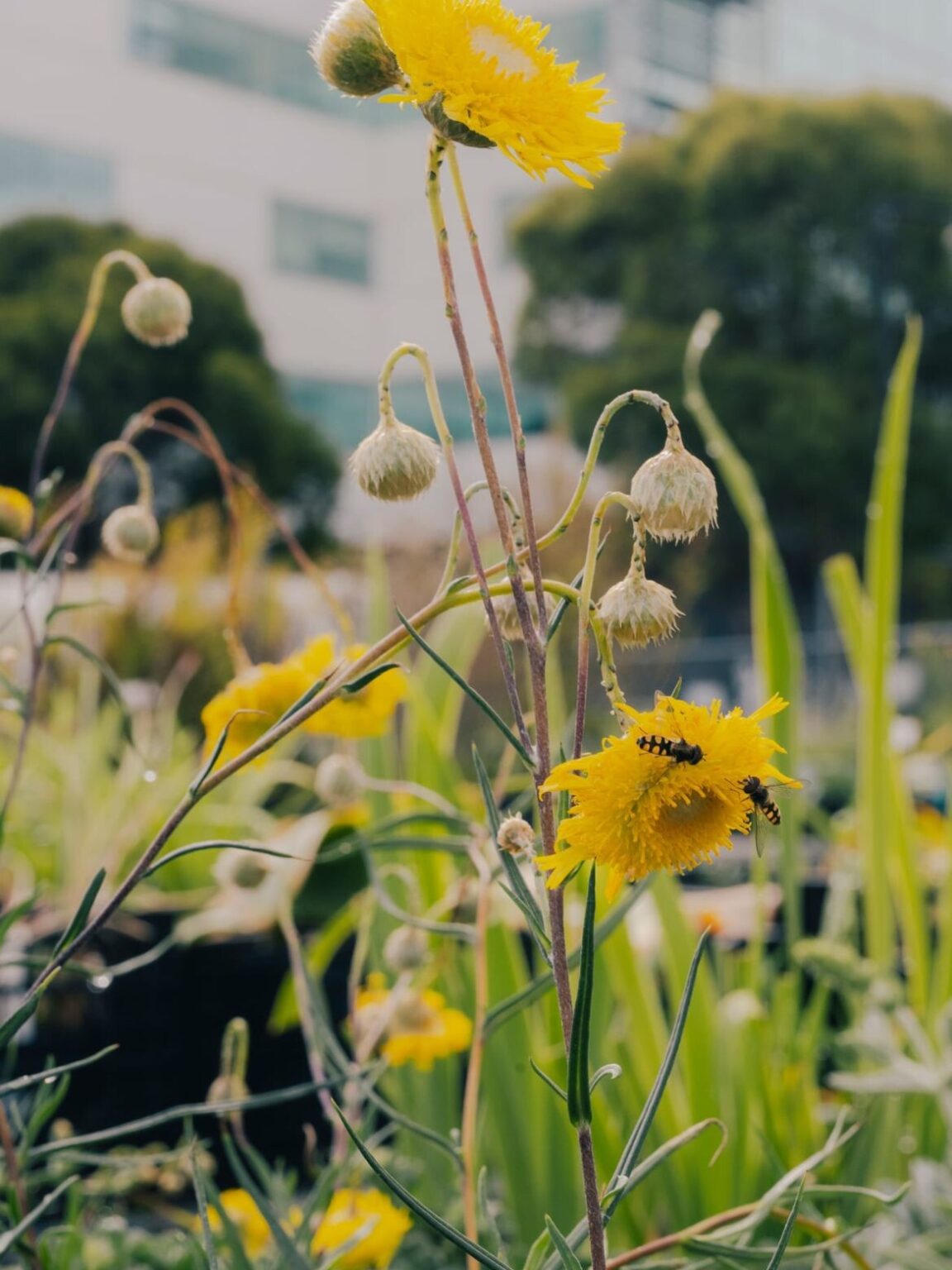 Hassell - Melbourne Arts Precinct Plant Trials | IndesignLive