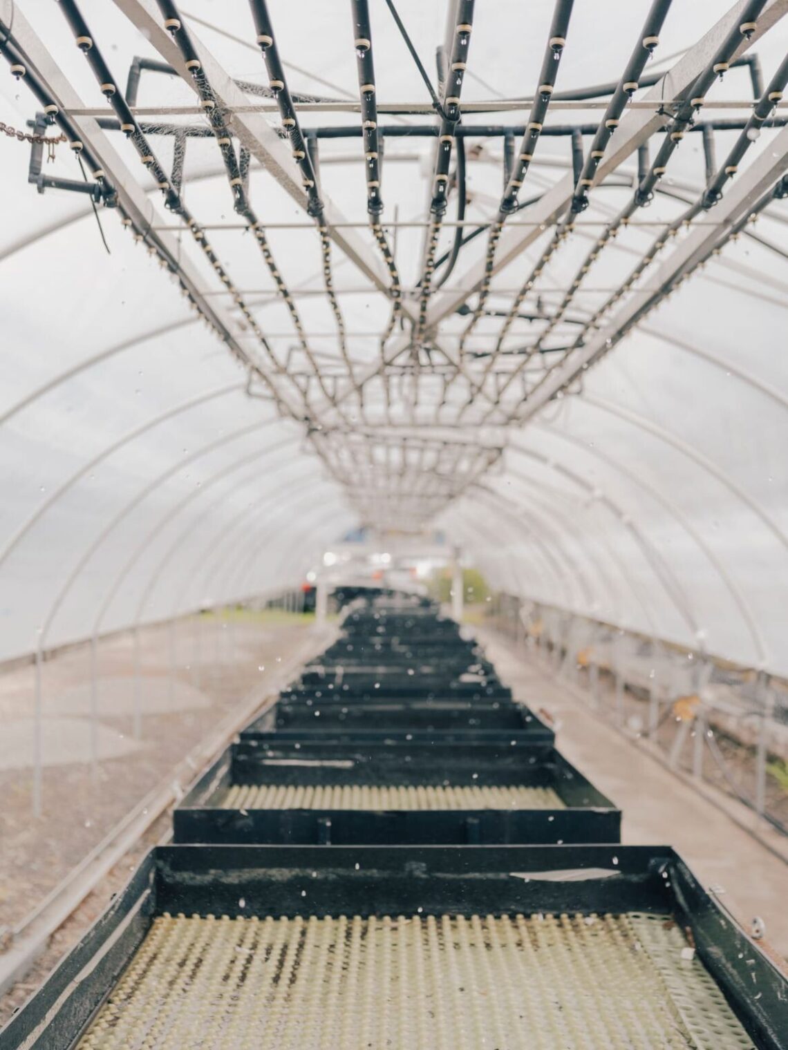 Hassell - Melbourne Arts Precinct Plant Trials | IndesignLive