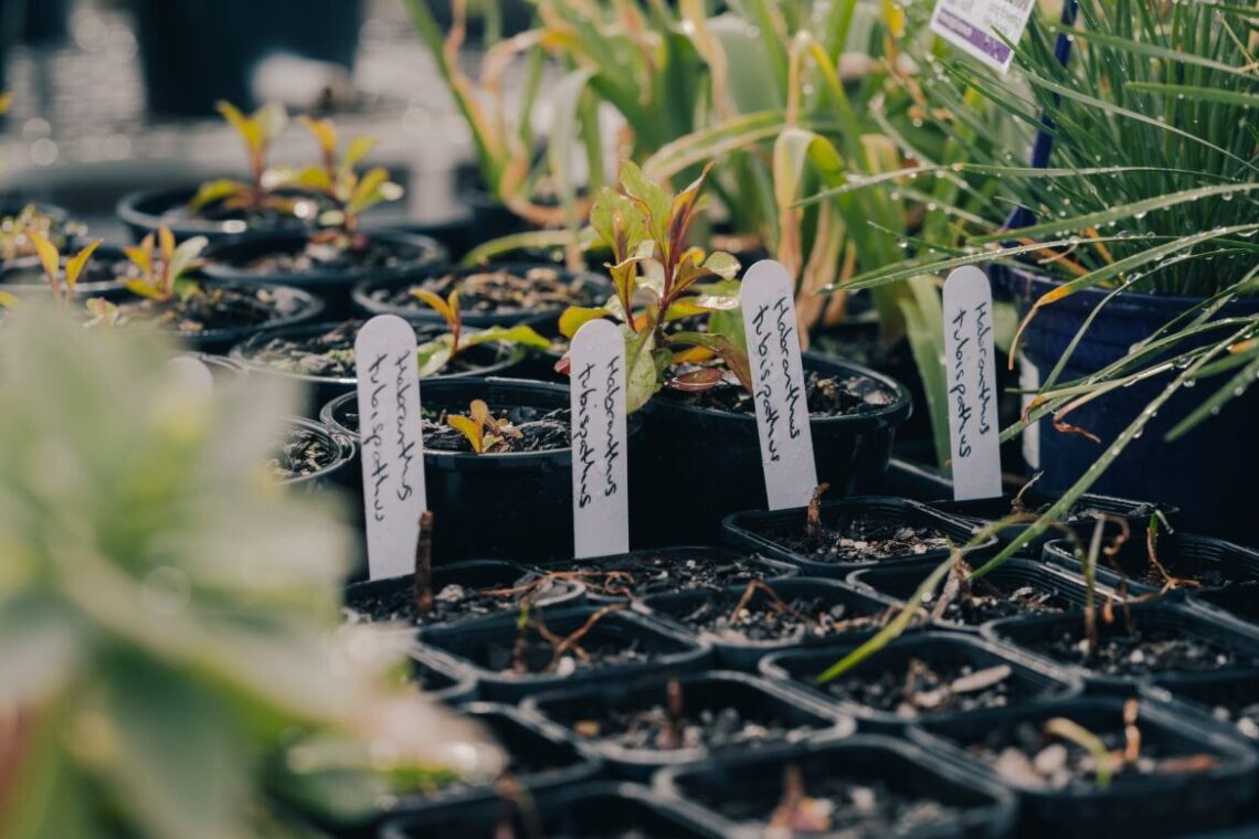 Hassell - Melbourne Arts Precinct Plant Trials | IndesignLive