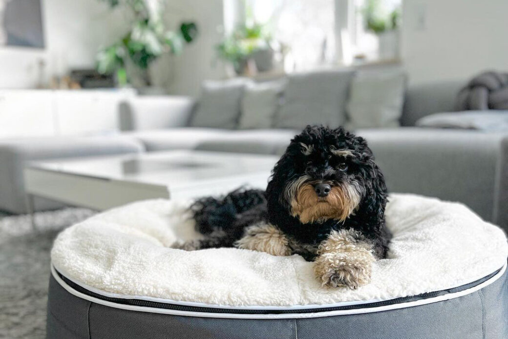 5 interior ideas that put your pet's wellbeing first | IndesignLive